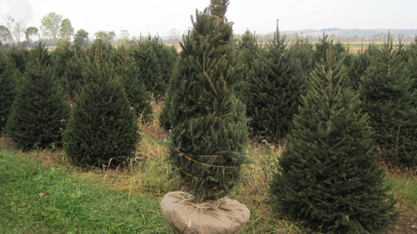 Caring for a Dug and Balled Tree – Stonehaven Tree Farm